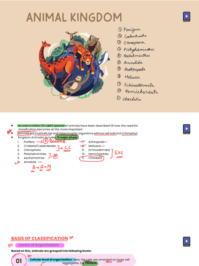 Ch 4. Animal Kingdom_PPT (1) | PDF | Anatomy