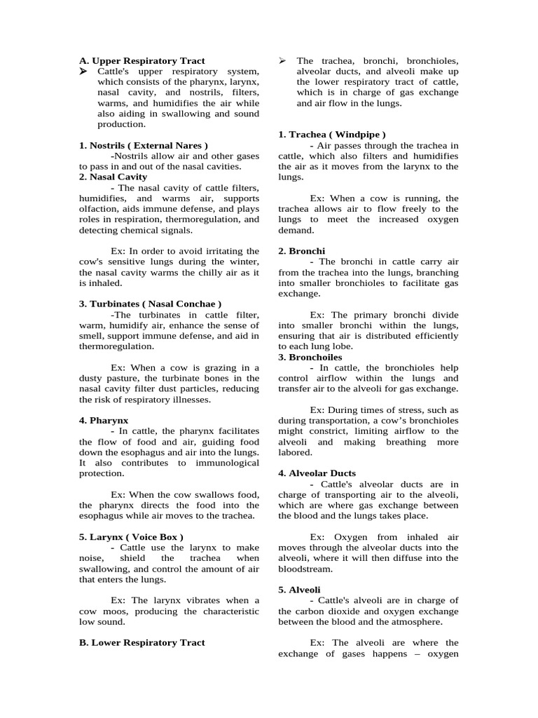 The Respiratory System of Cattle | PDF | Lung | Respiratory Tract