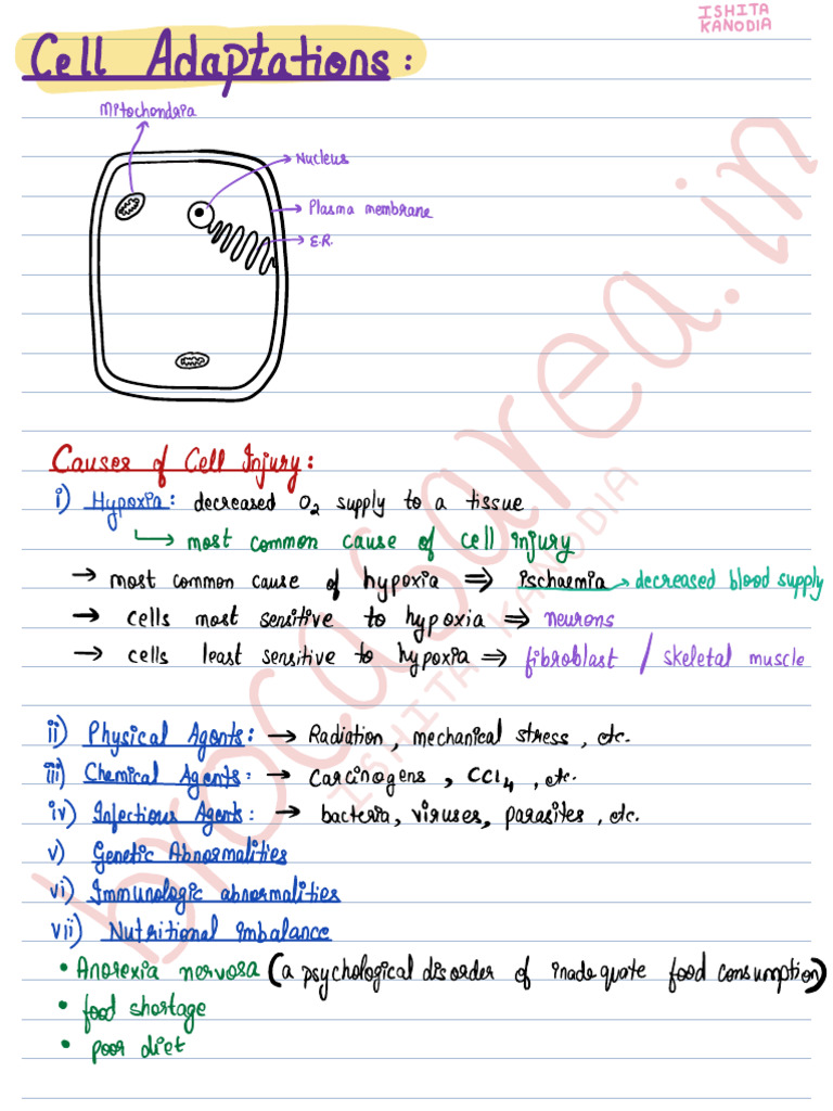 Cell Adaptations | PDF | Apoptosis | Epithelium