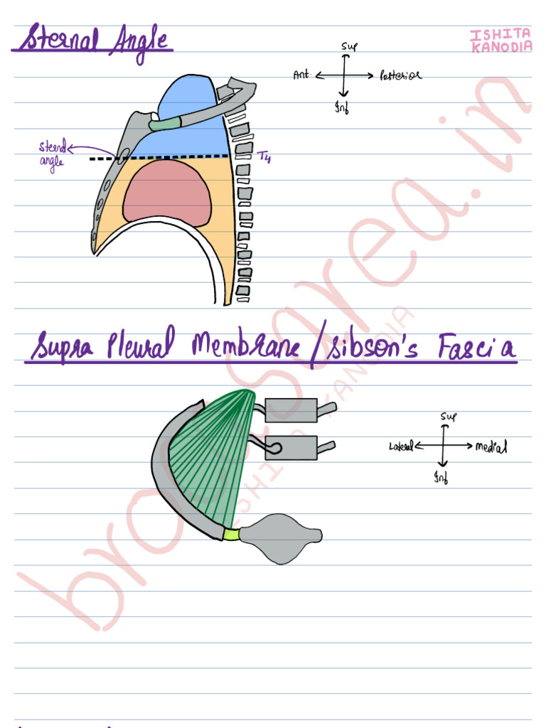 thorax-diagrams- | PDF | Lung | Respiratory System