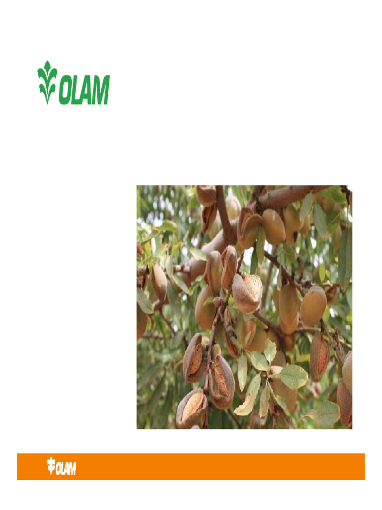 Olam's Acquisition of Australian Almond Orchards | PDF | Almond ...