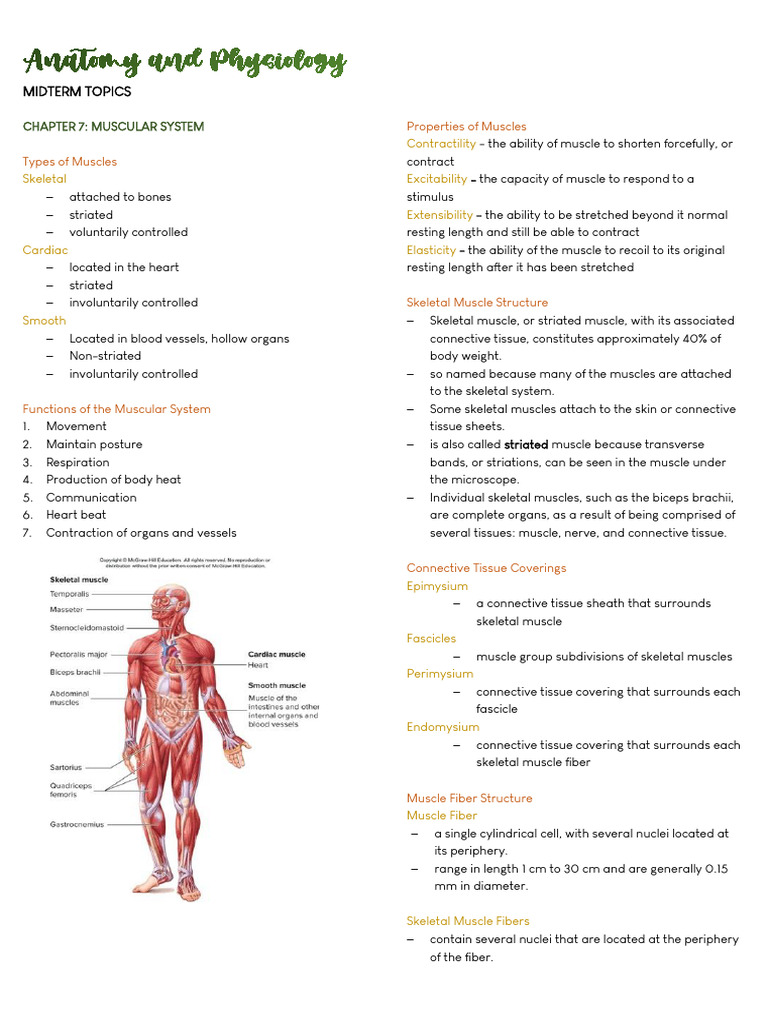 Anaphy Midterm Reviewer | PDF | Myelin | Action Potential