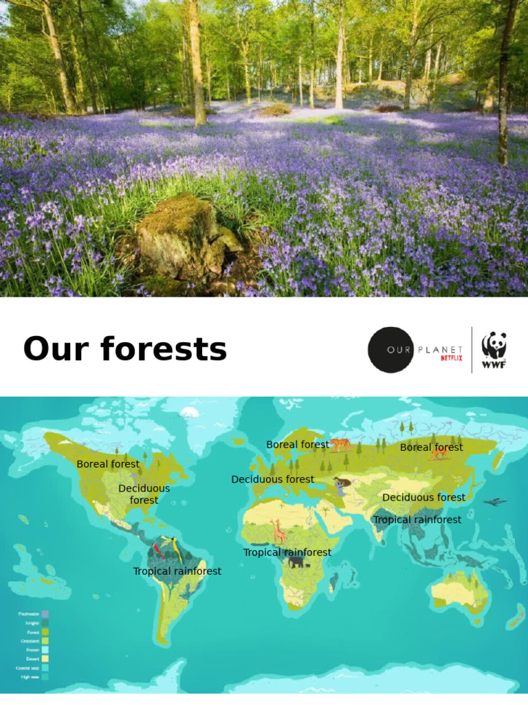 Our Forests Slides | PDF | Forests | Rainforest