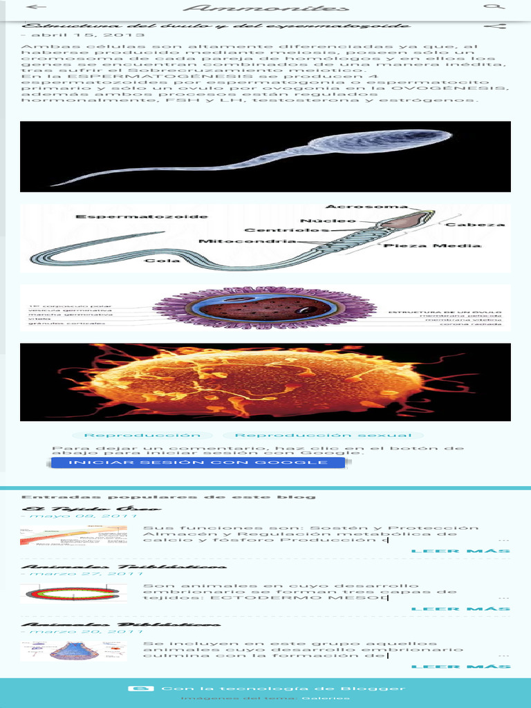 Estructura del óvulo y espermatozoide | PDF