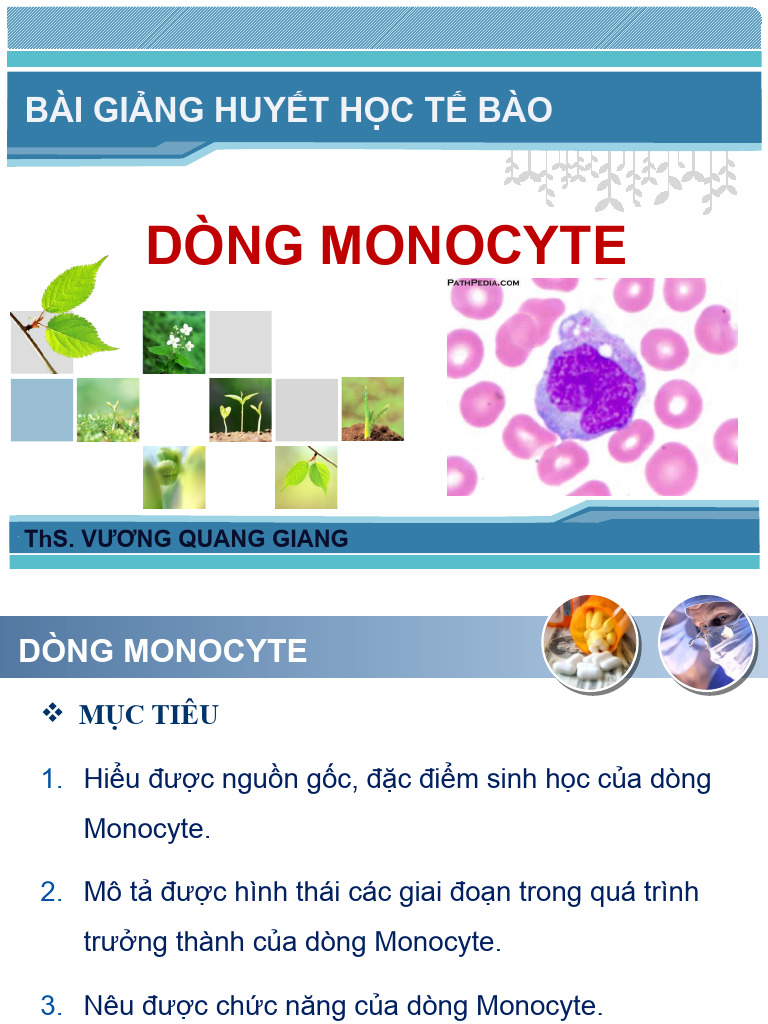 Dòng Monocyte | PDF