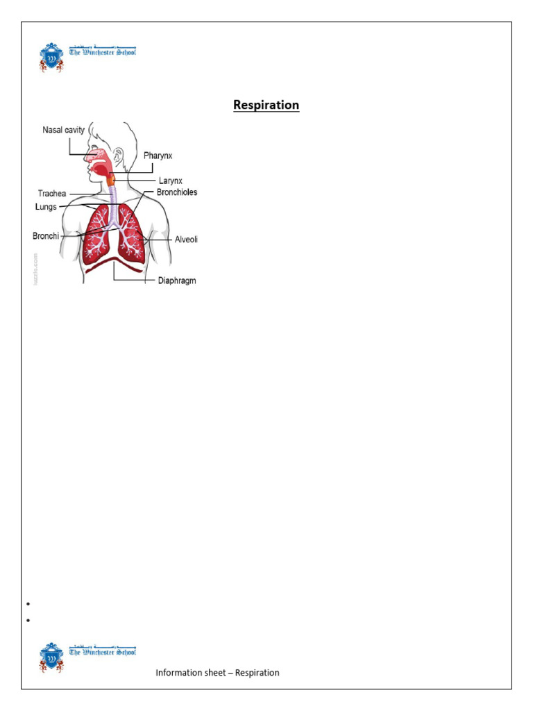 0112b3d6 7da7 4098 BBDF 8b92592cb4cf - Respiration Information Sheet ...