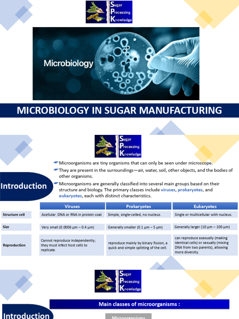 Microbiology in Sugar Production | PDF | Fungus | Mold