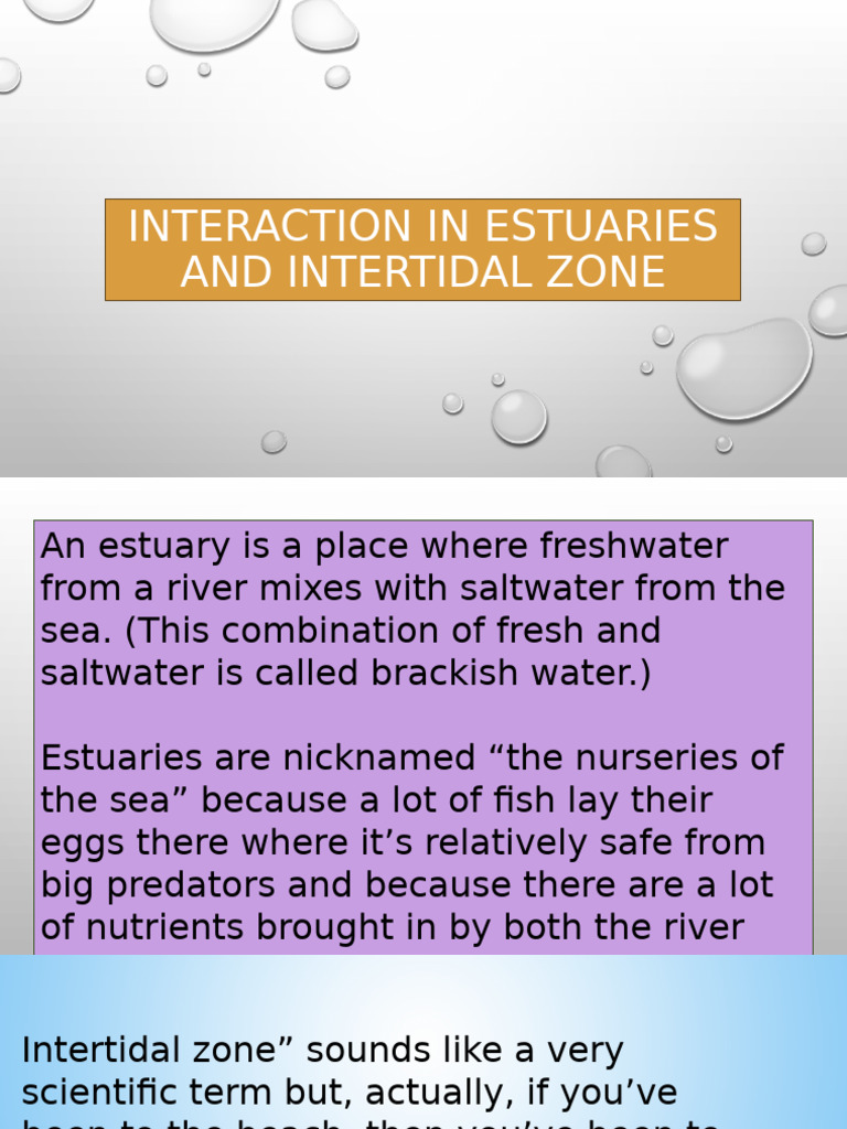 Estuaries and Intertidal Zones Explained | PDF