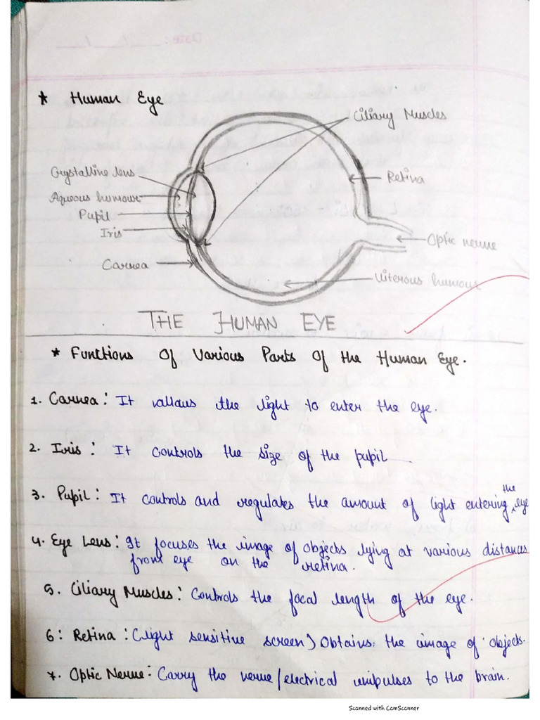 Human Eye Class 10 | PDF