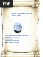Disección del Muslo de Pollo: Anatomía y Función | PDF | Articulación ...