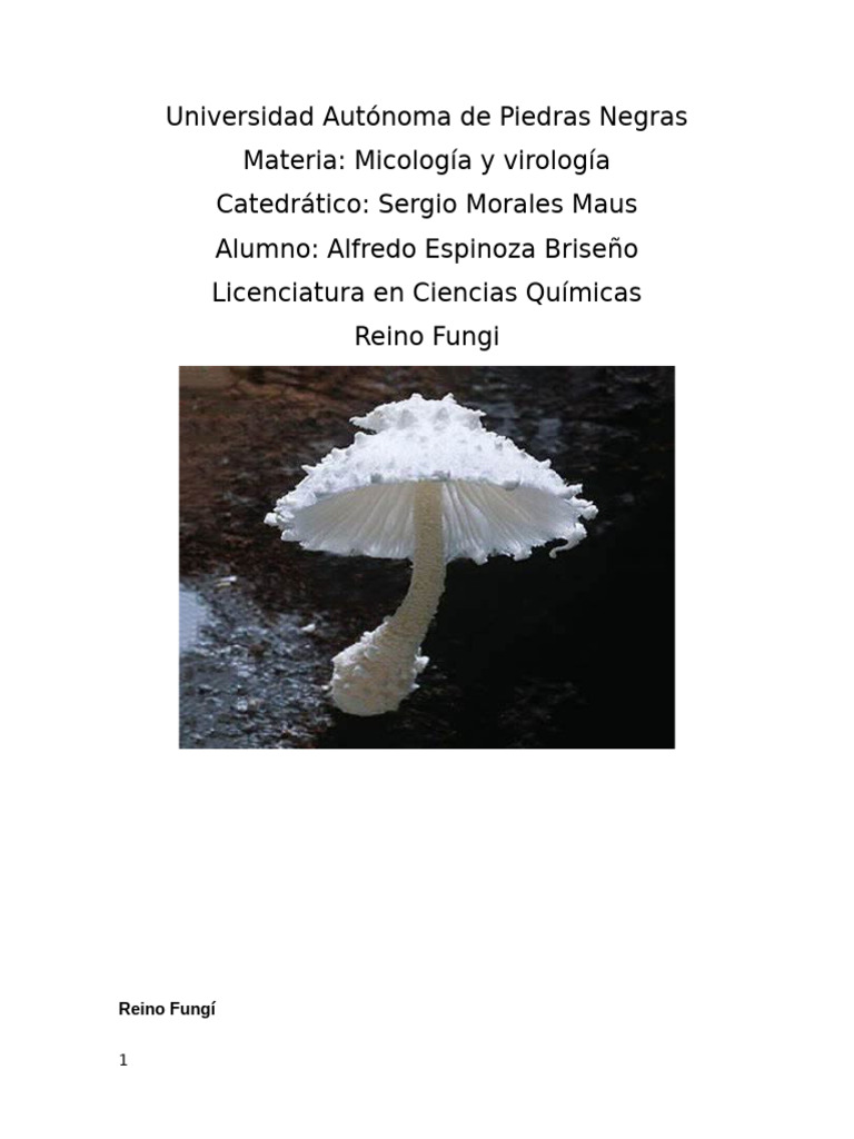 Reino Fungi - Dino | PDF | Hongo | Seta