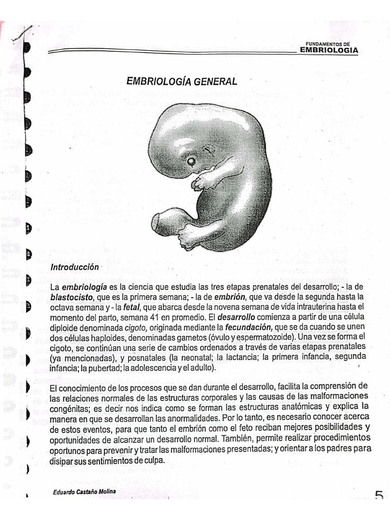 Embrio | PDF