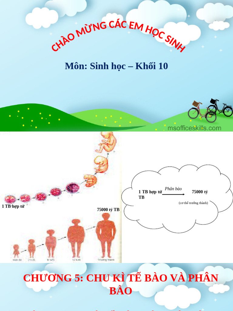 Bai 16 Chu Ki Te Bao Va Qua Trinh Nguyen Phan | PDF