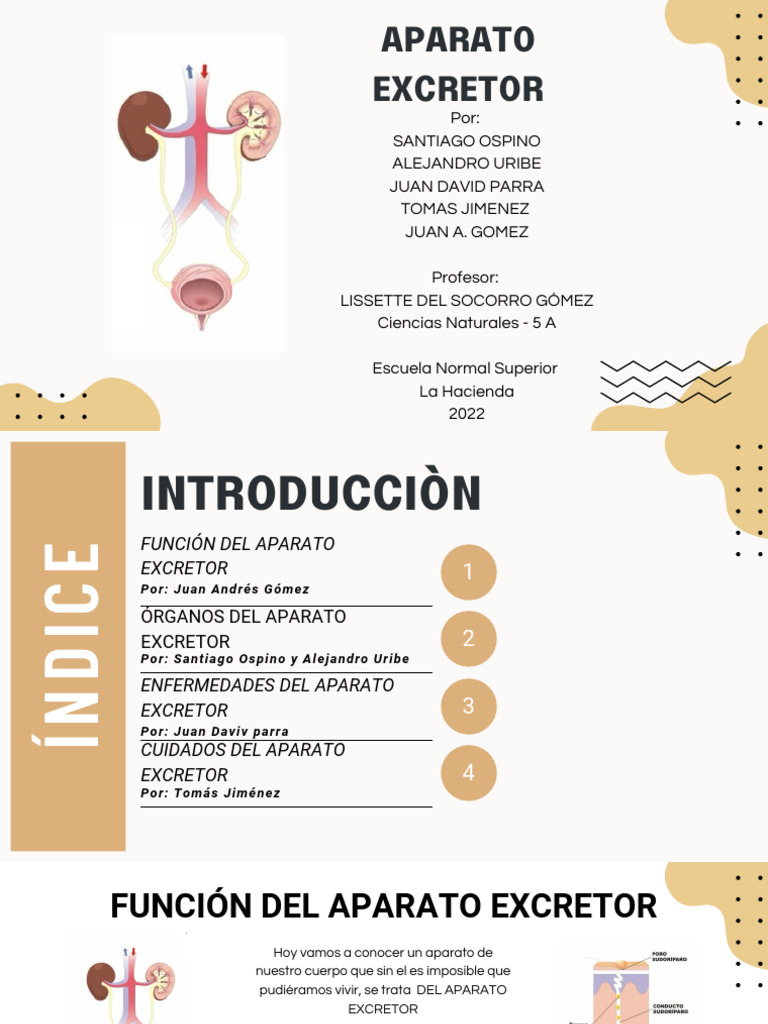 PRESENTACION APARATO EXCRETOR | PDF | Sistema urinario | Riñón