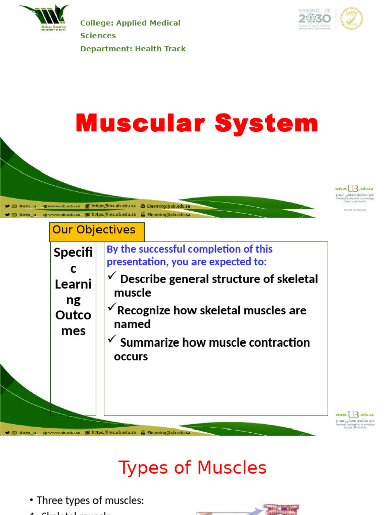 8 - Muscular System - Tagged | PDF | Muscle | Musculoskeletal System