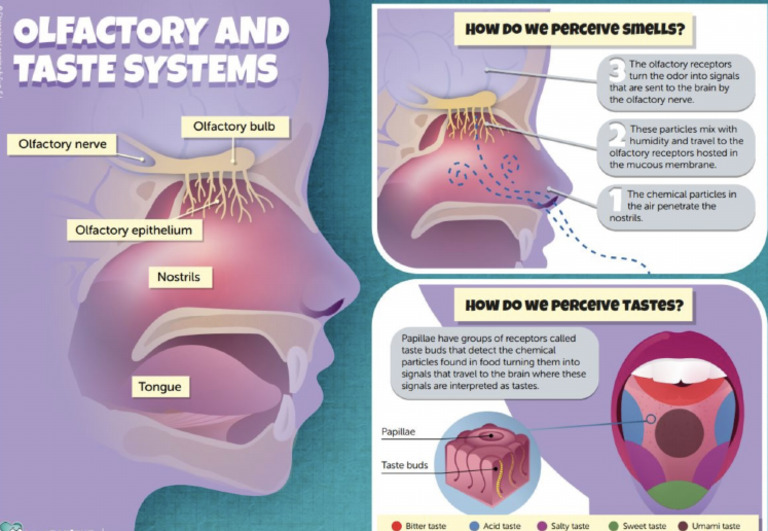 Olfactory and taste systems infographic | PDF
