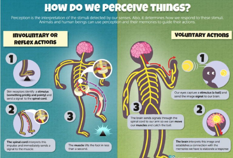 Perception infographic | PDF