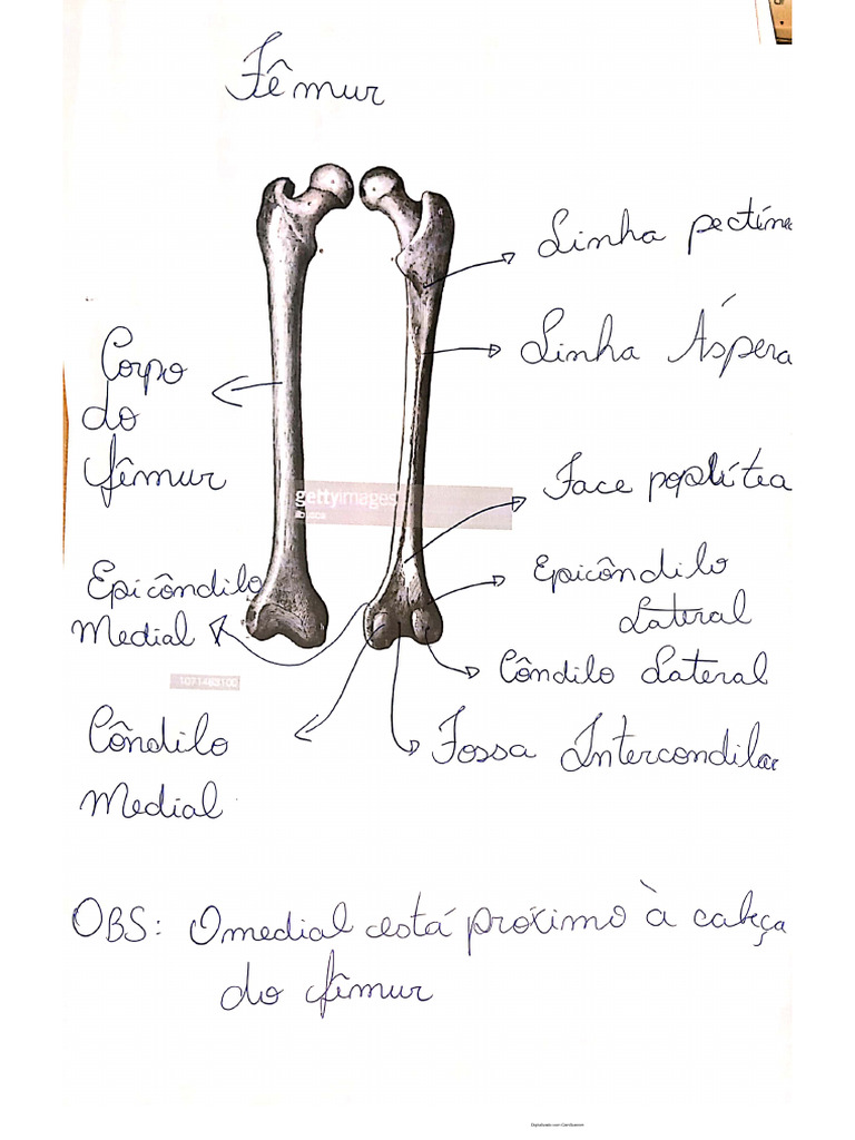 Anatomia Do Fêmur | PDF