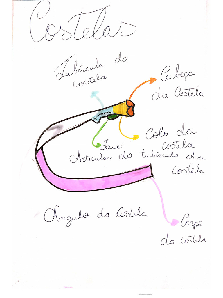 Anatomia das Costelas | PDF