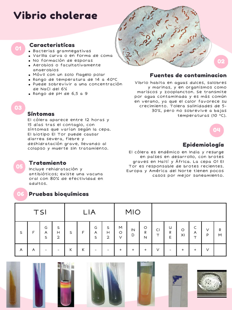 Vibrio Cholerae | PDF | Cólera | Microbiología
