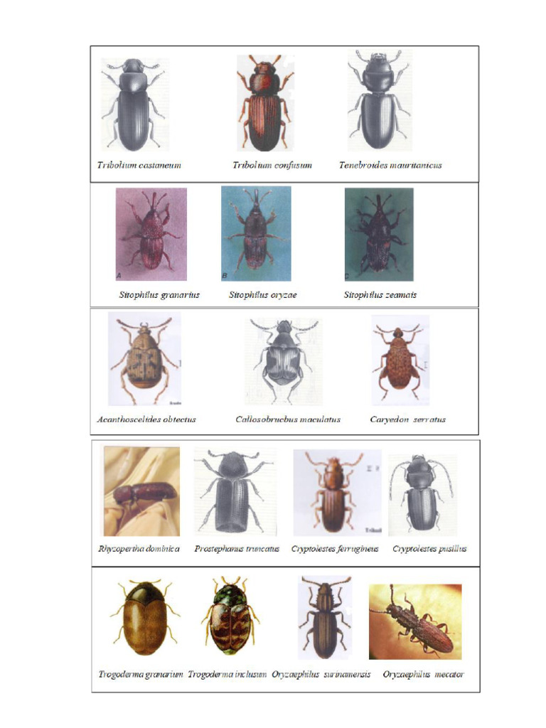 Principaux Insectes Ravageurs Des Denrées Stockées | PDF