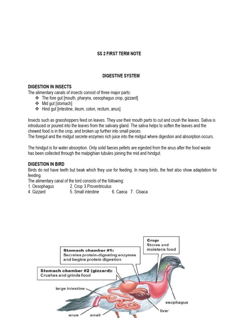 19674_Digestive System Note | PDF | Respiratory System | Heart