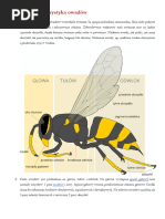Owady - Prezentacja | PDF