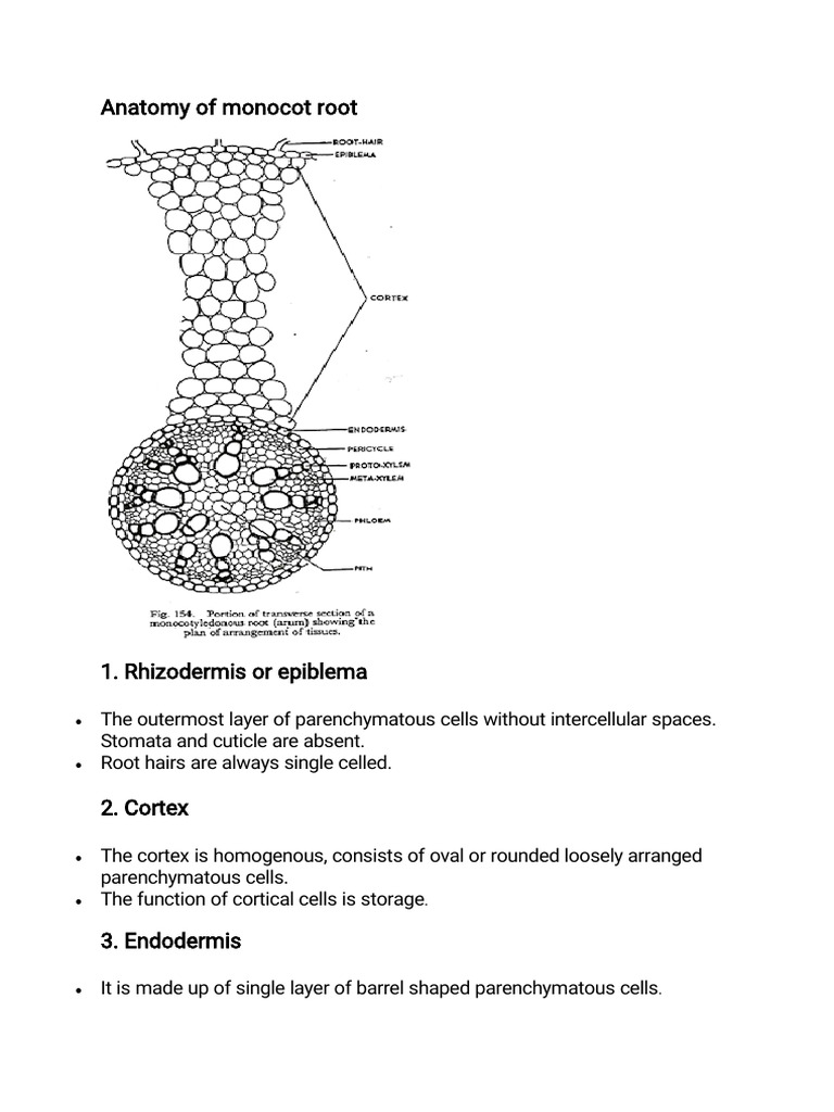 Anatomy of Monocot Root | PDF