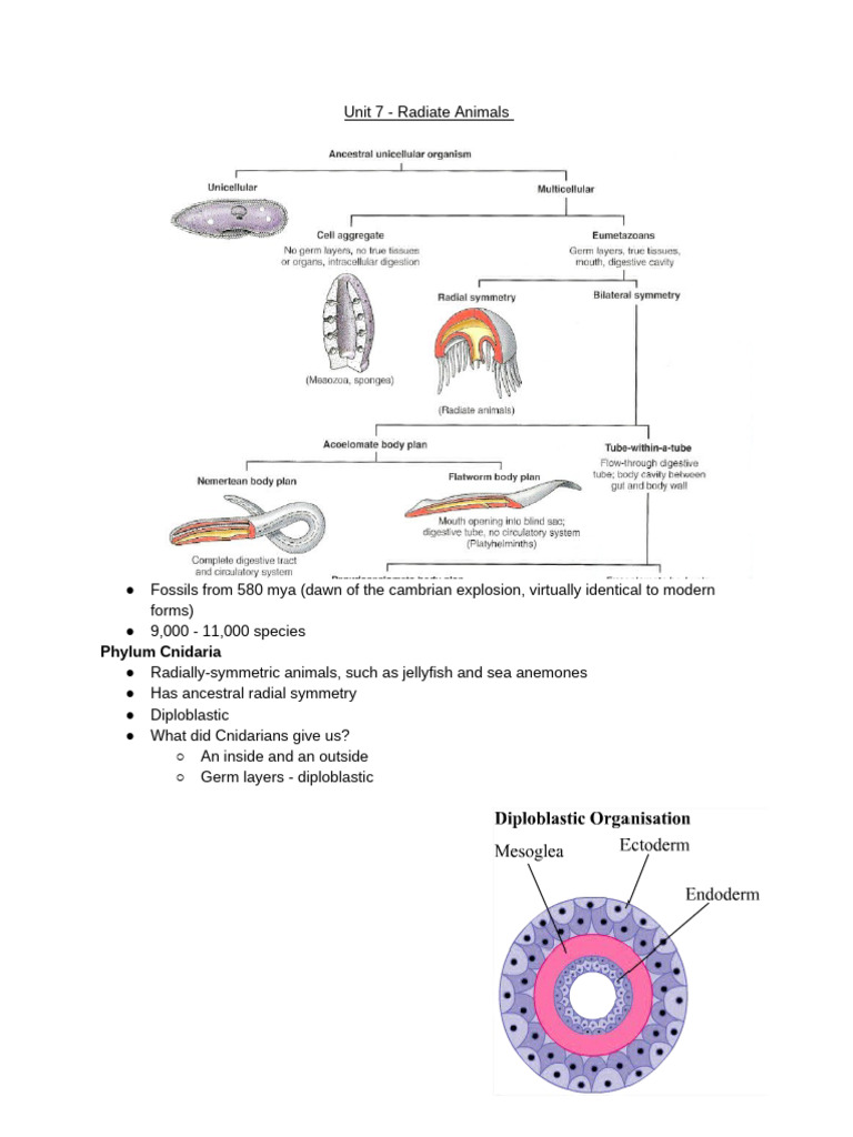 Unit 7 - Radiate Animals (1) | PDF | Venomous Animals | Aquatic Animals