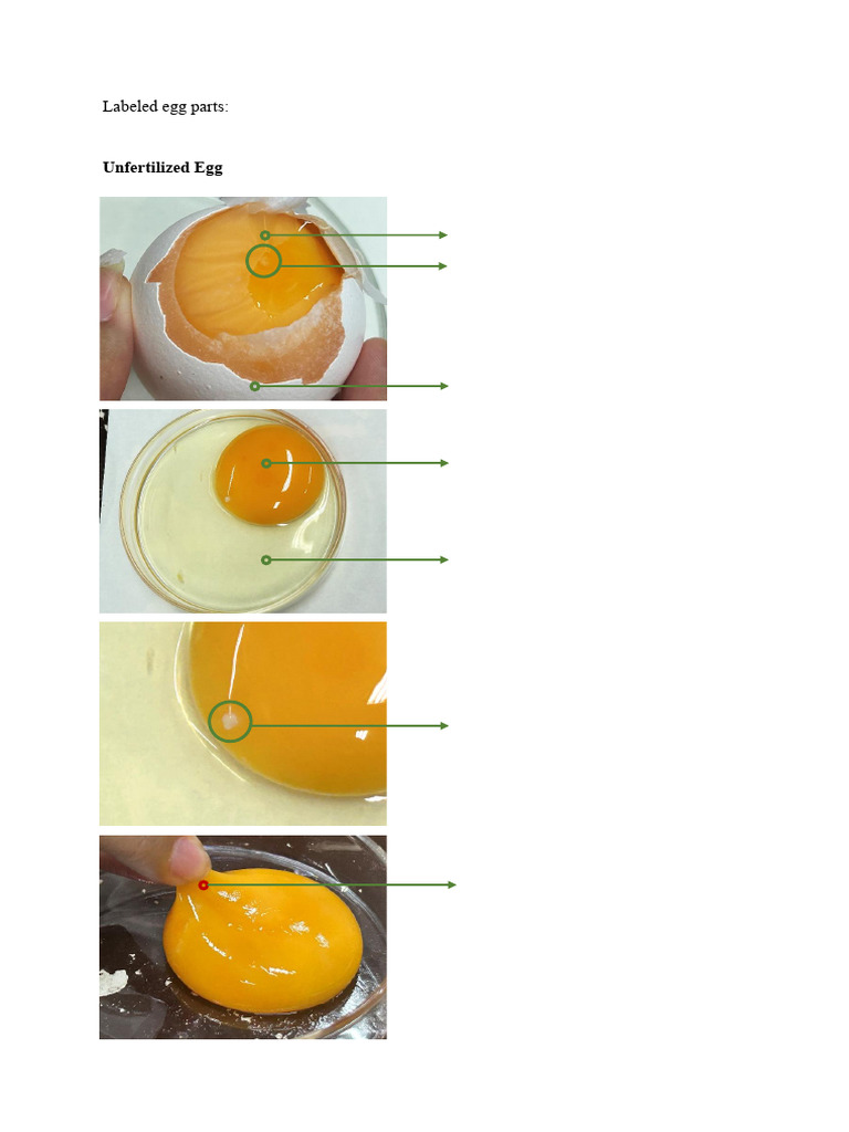 Labeled Parts of an Egg | PDF