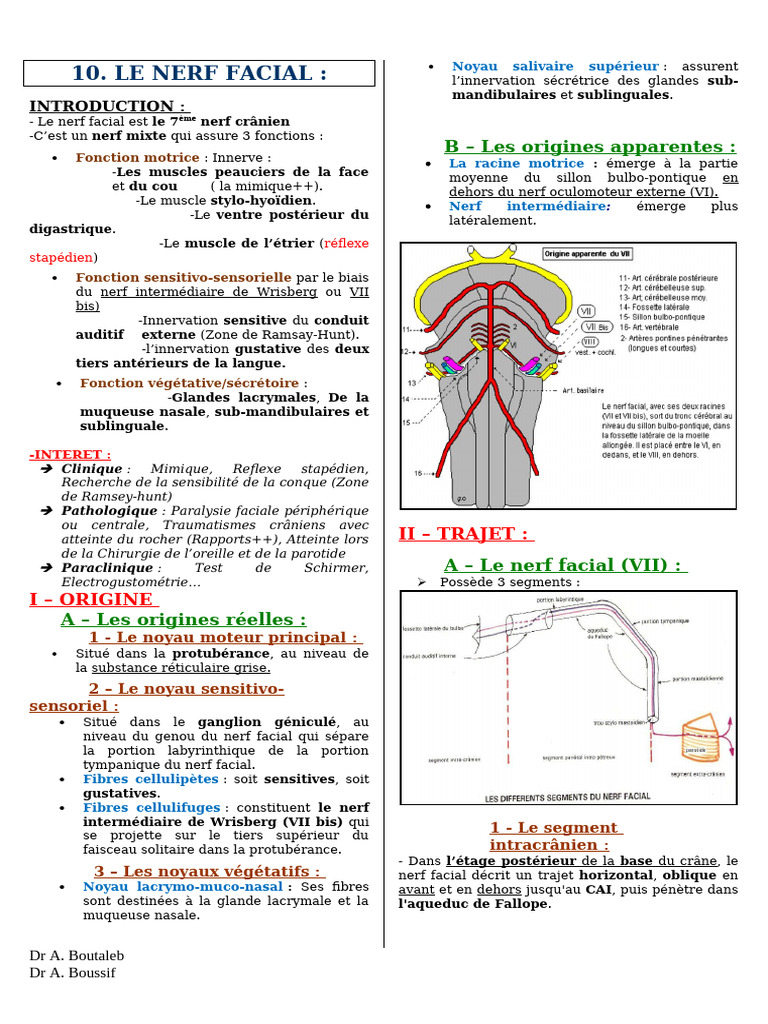 Trajet du nerf facial et parotide | PDF | Anatomie humaine | Tête et ...