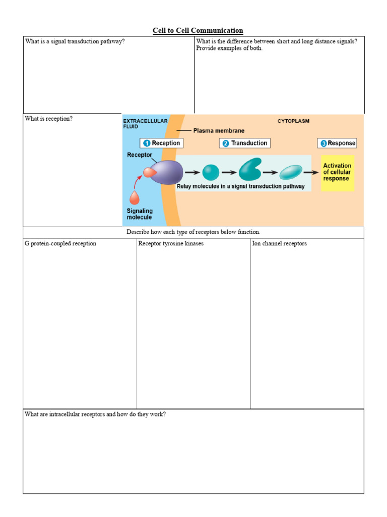 Cell To Cell Communication Notesheet | PDF