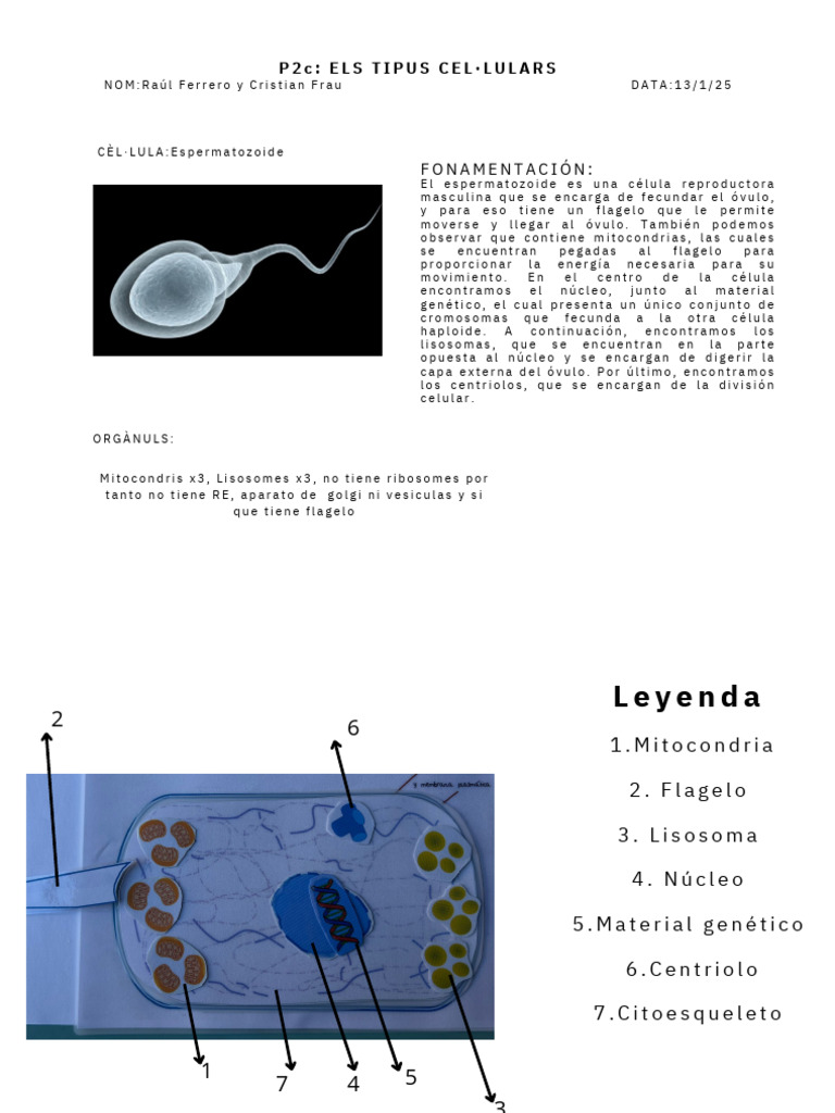P2c_ELS TIPUS CEL·LULARS DEL COS HUMÀ (2).pdf | PDF