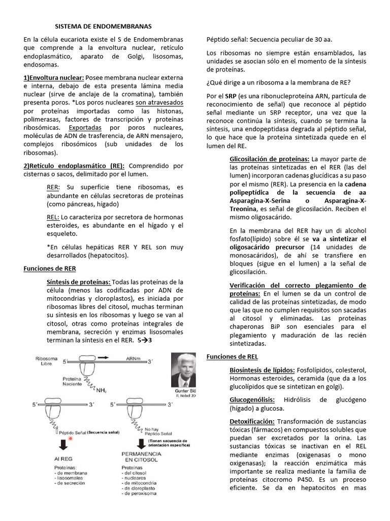 Resumen Biocel | PDF | Rna | Mitosis