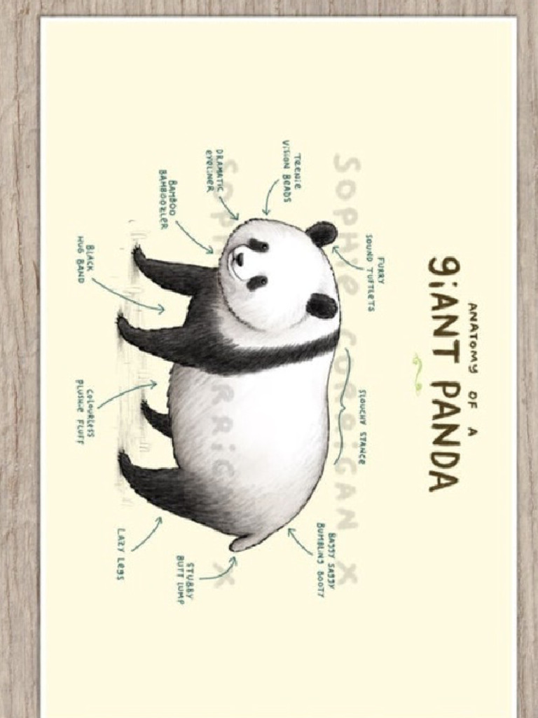 Anatomia de Un Panda | PDF
