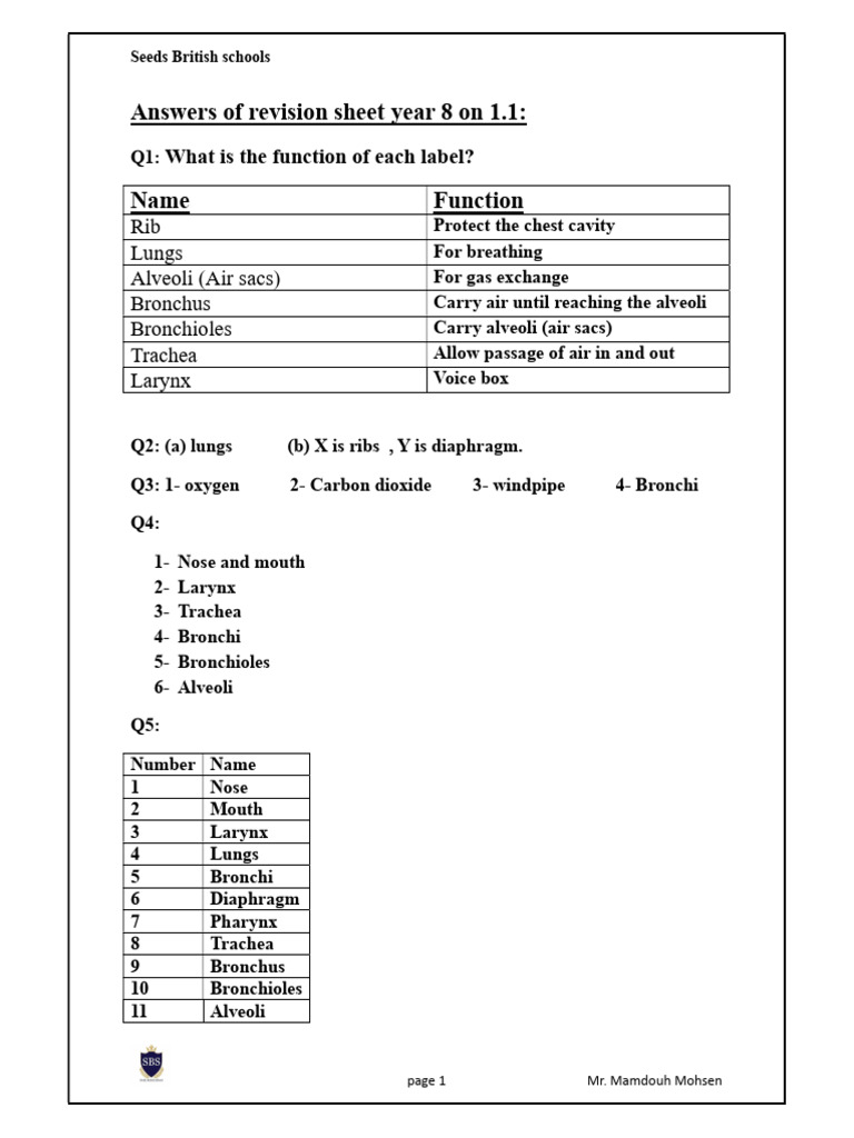 Year 8 Biology Revision: Respiratory System | PDF