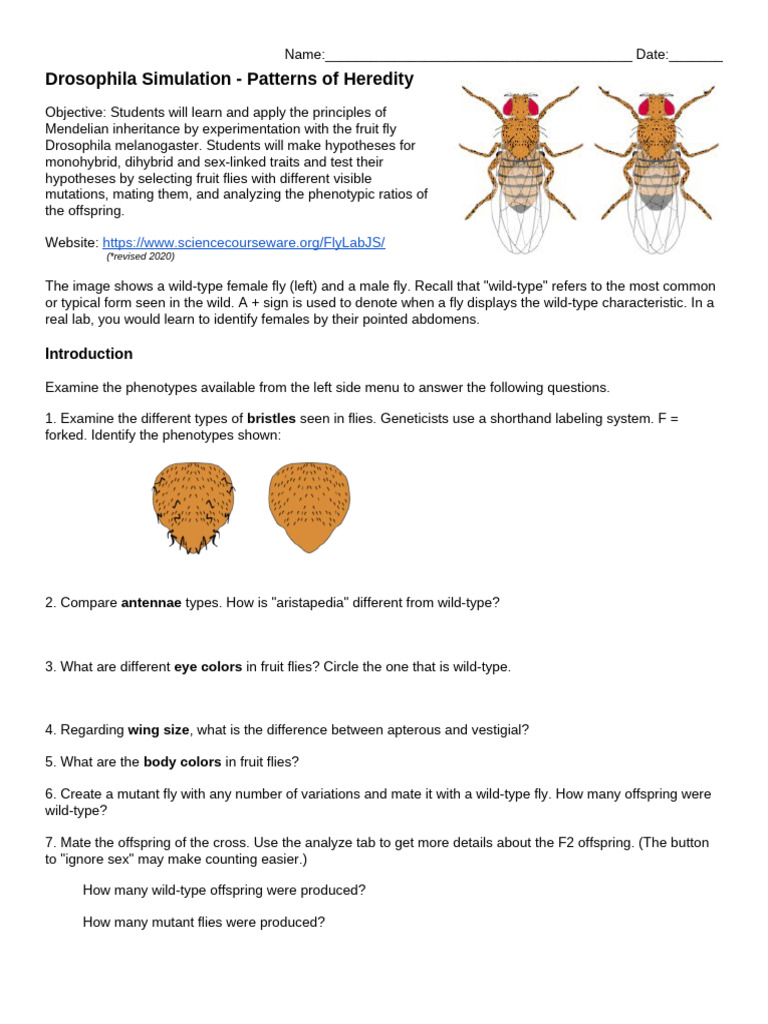Drosophila Simulation - Patterns of Heredity | PDF | Dominance (Genetics) | Wild Type