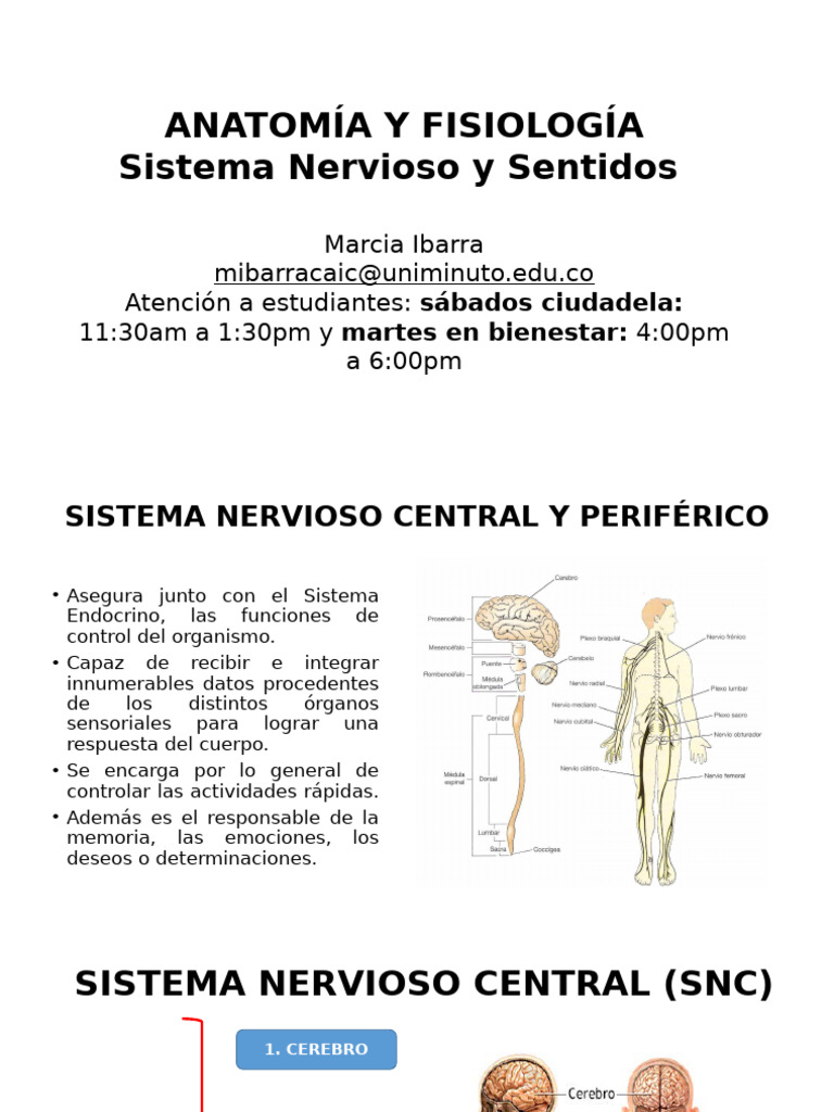 Sistema Nervioso y Sentidos | PDF | Sistema nervioso central | Cerebro