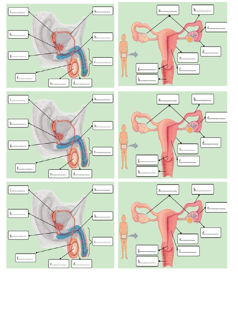 LKPD Sistem Reproduksi Manusia Kelas 9 | PDF