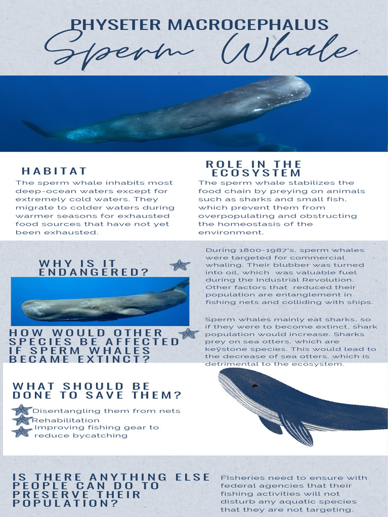 Blue Illustrated Ocean Whales Infographic | PDF