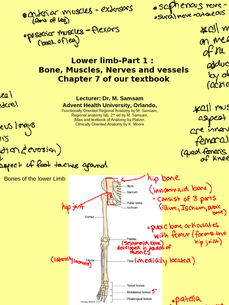7- Lower limb bones and Muscles and vessels (1) (WITH MY NOTES) | PDF ...
