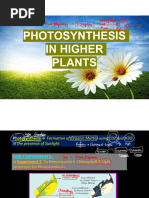 Photosynthesis in Higher Plants | PDF | Photosynthesis | Biochemistry
