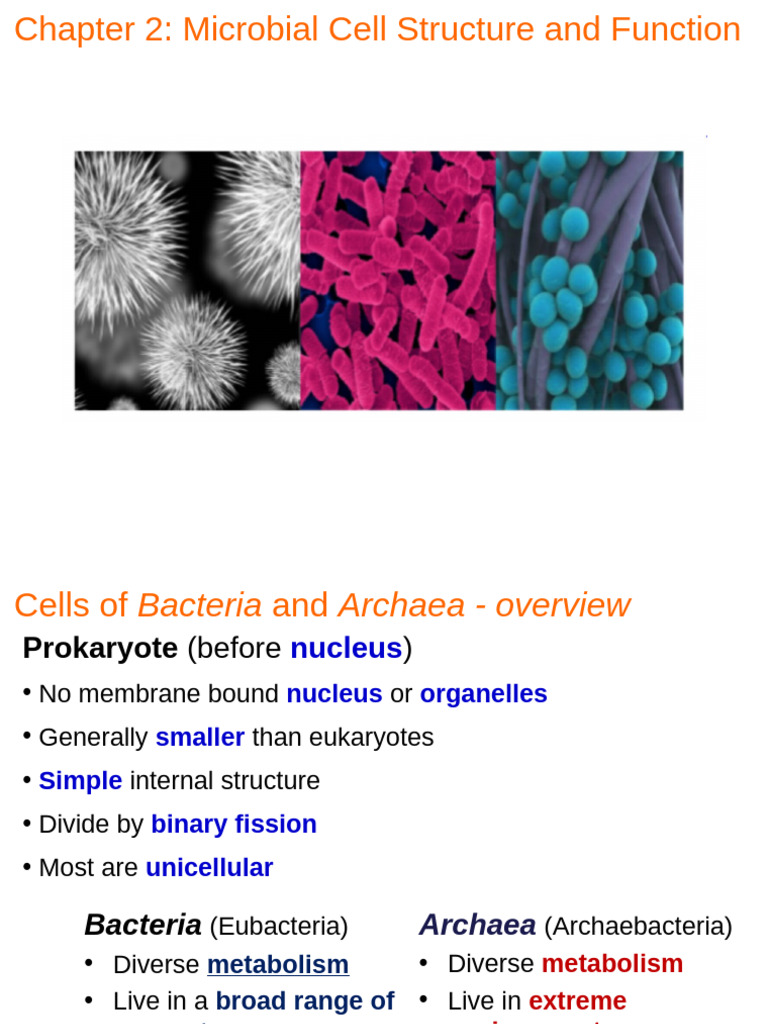 ICM_Lecture 3_Cell Structure and Function | PDF | Cell (Biology) | Bacteria