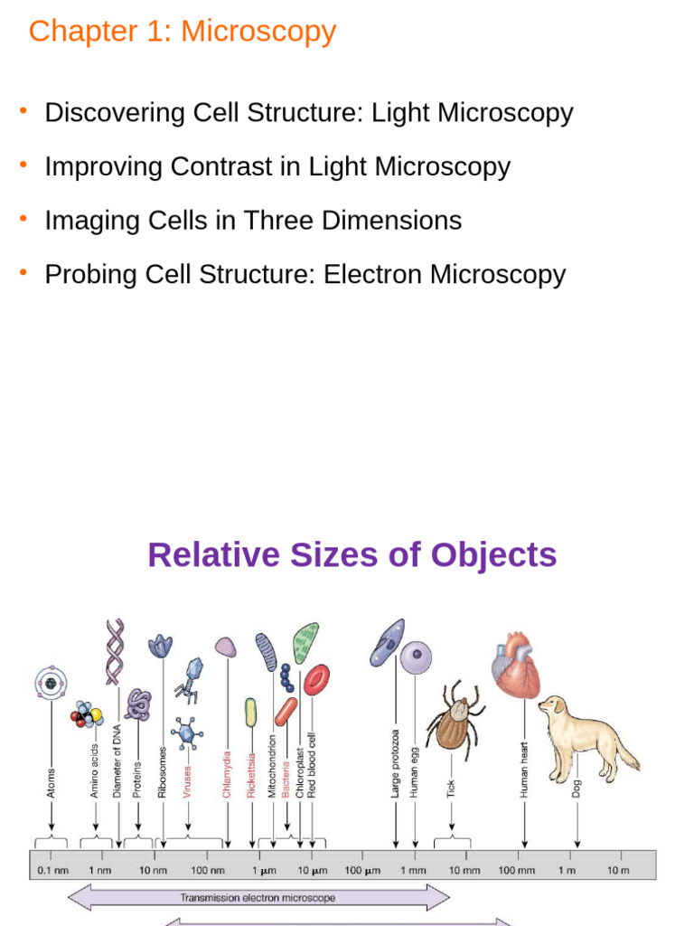 ICM Lecture 2 Micros | PDF | Microscope | Microscopy