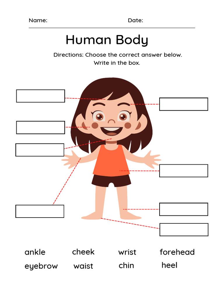Body Parts Worksheet | PDF