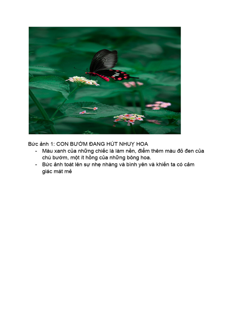 B C NH 1: Con Bư M Đang Hút Nhu Hoa | PDF
