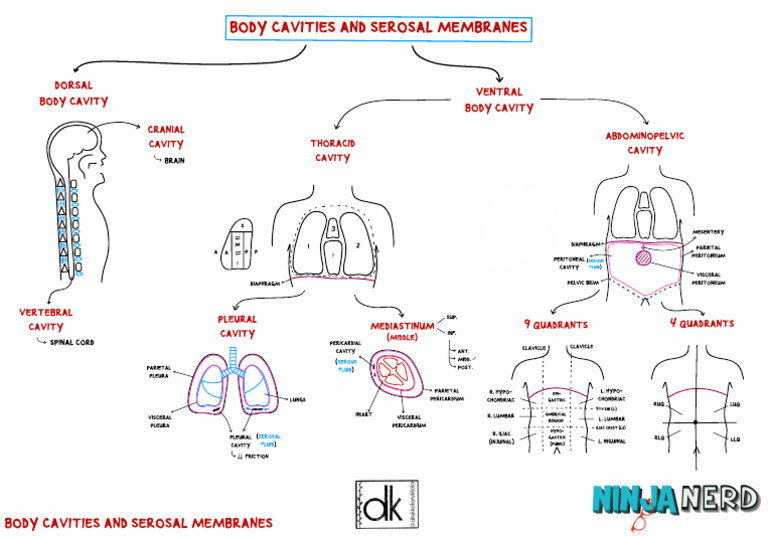 Anatomy & Physiology_Anatomy & Physiology_Anatomy & Physiology_Basics ...