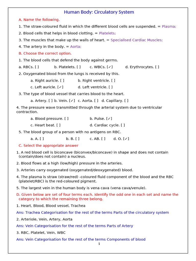 Human Circulatory System Overview | PDF | Heart | Atrium (Heart)