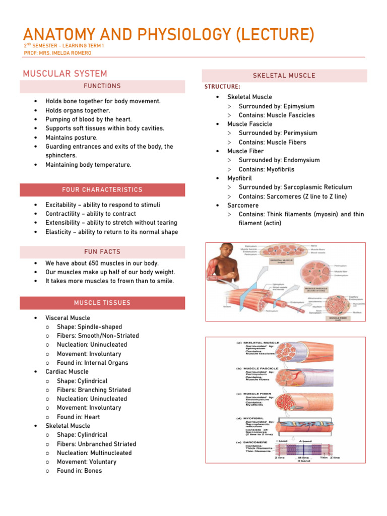 Anaphy Lec Muscular System | PDF | Muscle Contraction | Physiology