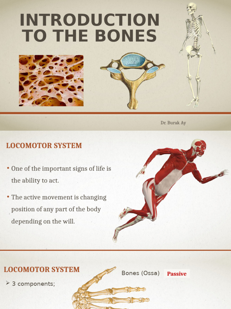 Bones Introduction | PDF | Bone | Osteoblast